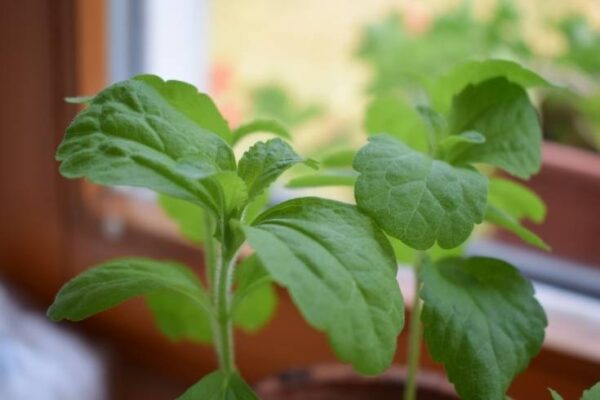 How to Grow Stevia to Use as a Natural Sweetener & Sugar Substitute