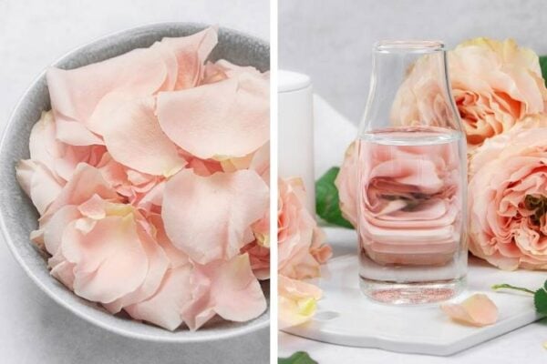 How To Make Rose Water and Rose Water Benefits (Distillation Method)